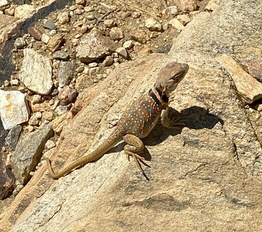 Desert Collared Lizard from Riverside County, CA, USA on June 28, 2023 ...