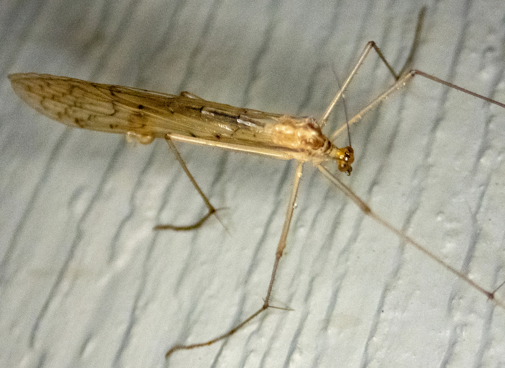 Bittacus pilicornis from Shepard Settlement, Onondaga County, NY, USA ...