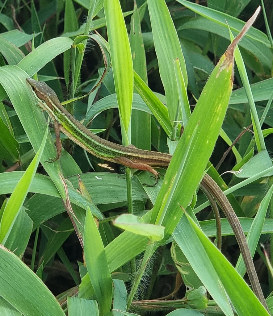 Green-spotted Grass Lizard from Keelung, TW-TA, TW on June 13, 2023 at ...