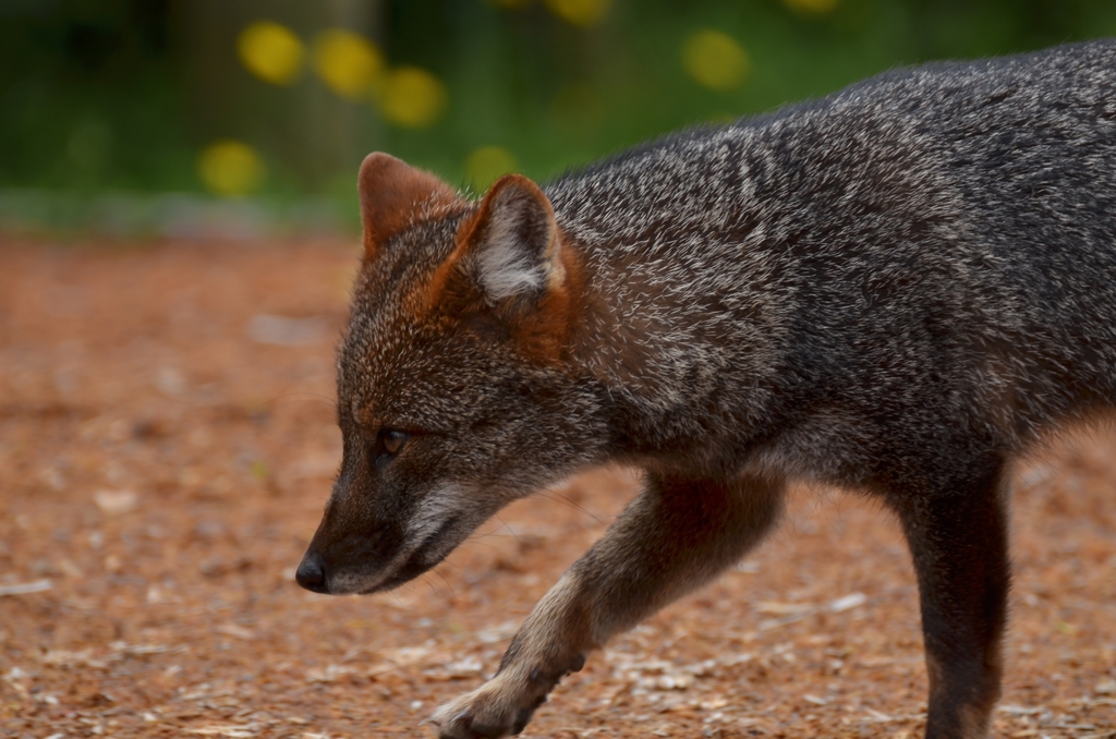 Darwin's Fox (Lycalopex fulvipes) - Know Your Mammals
