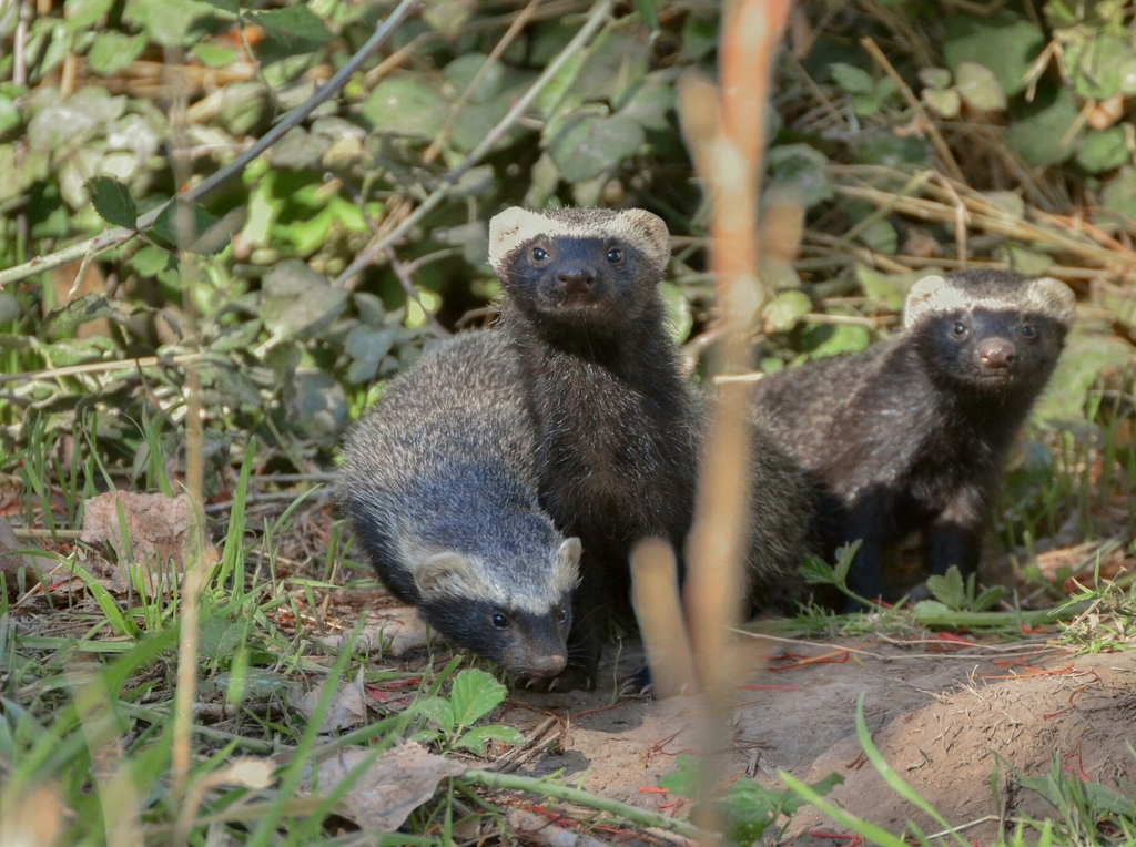 Lesser Grison from Carampangue, Talagante, Región Metropolitana, Chile ...