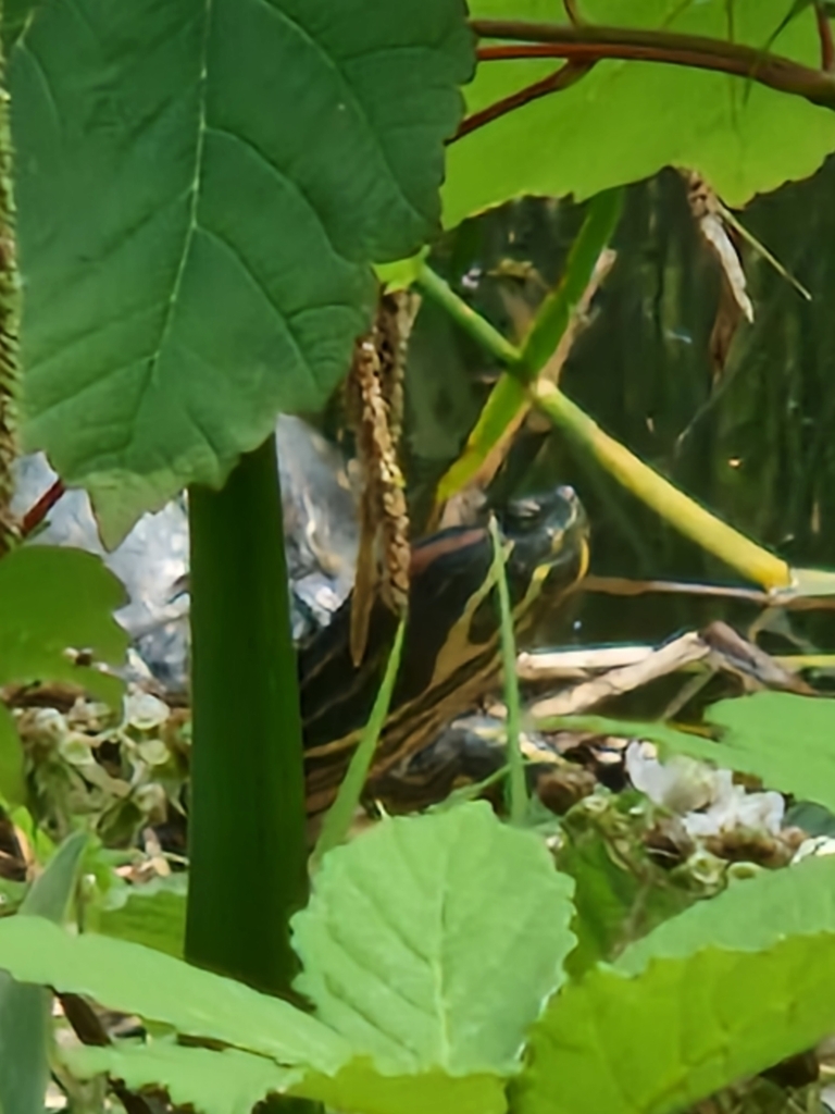 Pond Slider from Battersea Park, London SW11 4NJ, UK on June 29, 2023 ...