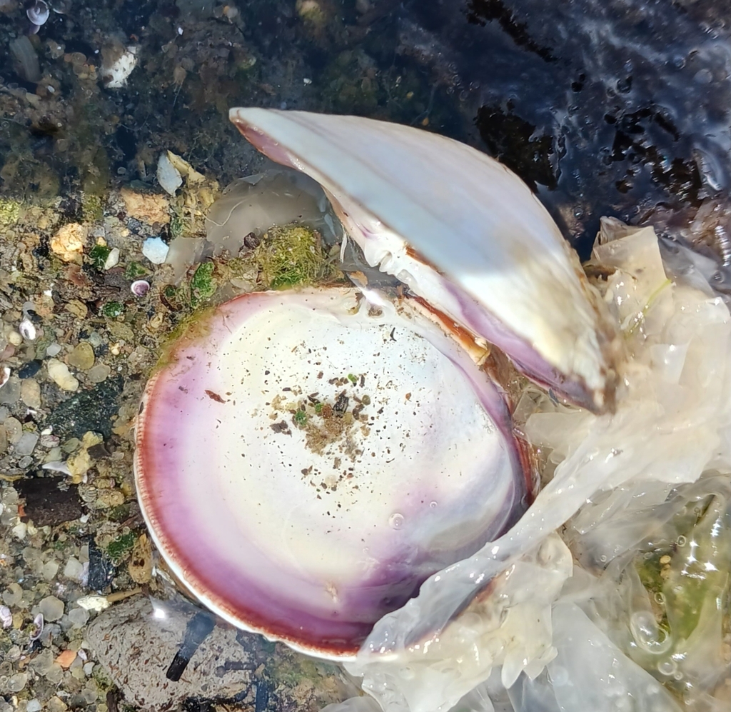 Northern Quahog from The Salt Marsh, First Pilgrims Park/Provincetown ...