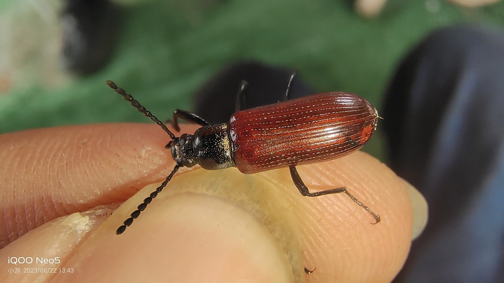 Strongylium rufipenne from Kunming, CN-YN, CN on June 22, 2023 at 01:43 ...