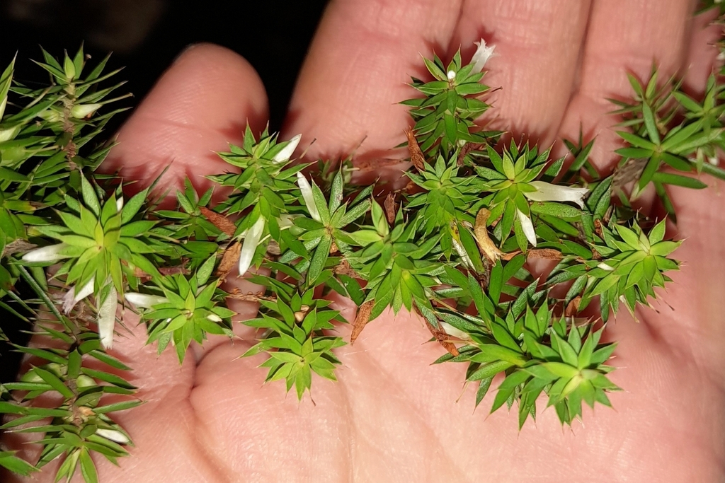 Prickly Beard-heath from Mortdale NSW 2223, Australia on June 29, 2023 ...