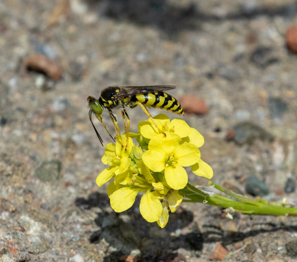 Sand Wasps from Mount Diablo SP Muir Picnic Area, Contra Costa County ...