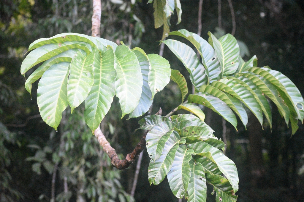 dao (Dracontomelon dao) - Botanical Realm