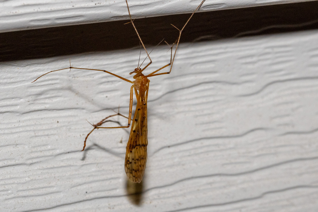 Brown Spotted Hanging-fly from Centerville, OH, USA on June 28, 2023 at ...