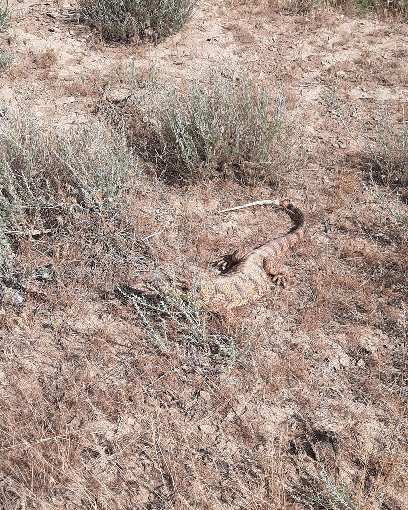 Caspian Monitor from Южно-Казахстанская область, Казахстан on May 13 ...
