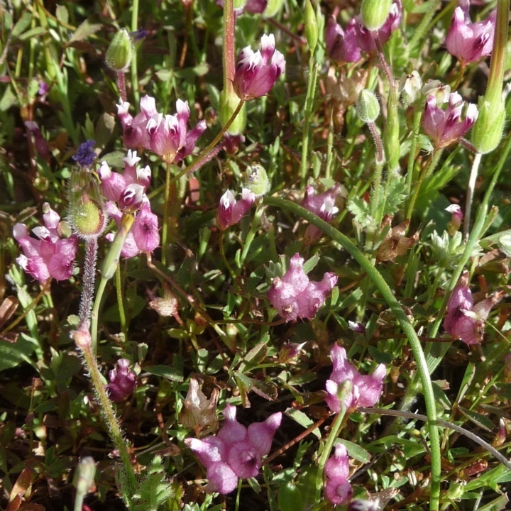 cowbag clover from Hell's Half Acre on April 11, 2013 by Gary Griffith ...