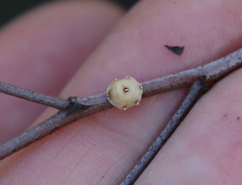 Chinese Wax Scale from San Diego, CA, USA on December 24, 2018 at 02:59 ...