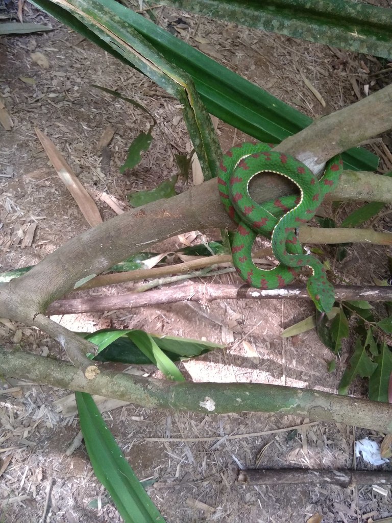 Philippine Pit Viper from san jose tARlac on December 9, 2018 by Erwin ...