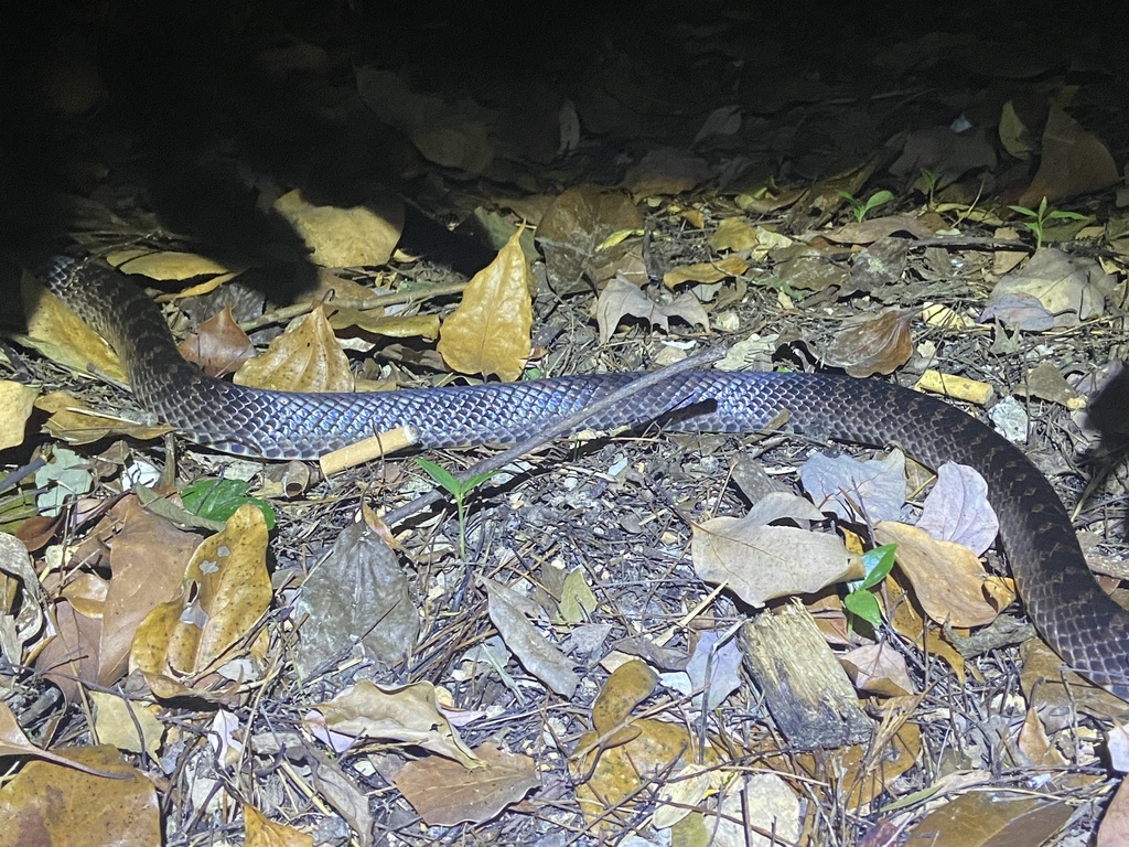Red-banded Snake from Hunan, CN on June 29, 2023 at 09:58 PM by ...