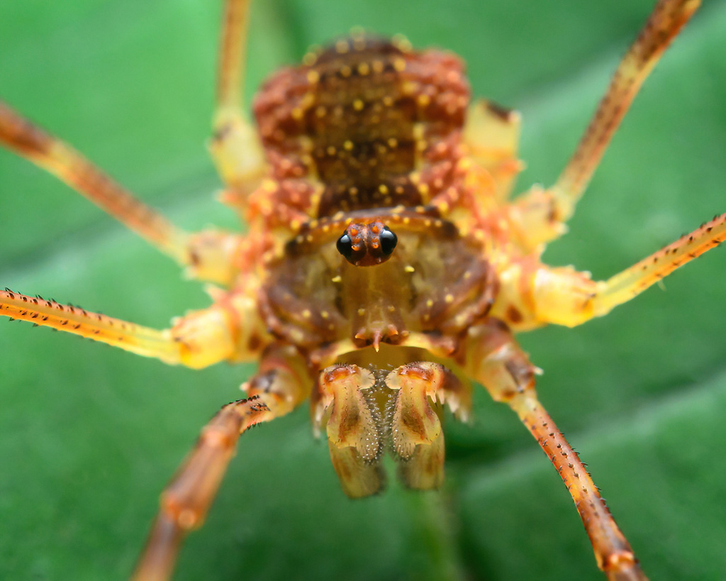 Odiellus nubivagus from Unicoi County, TN, USA on June 25, 2023 at 01: ...