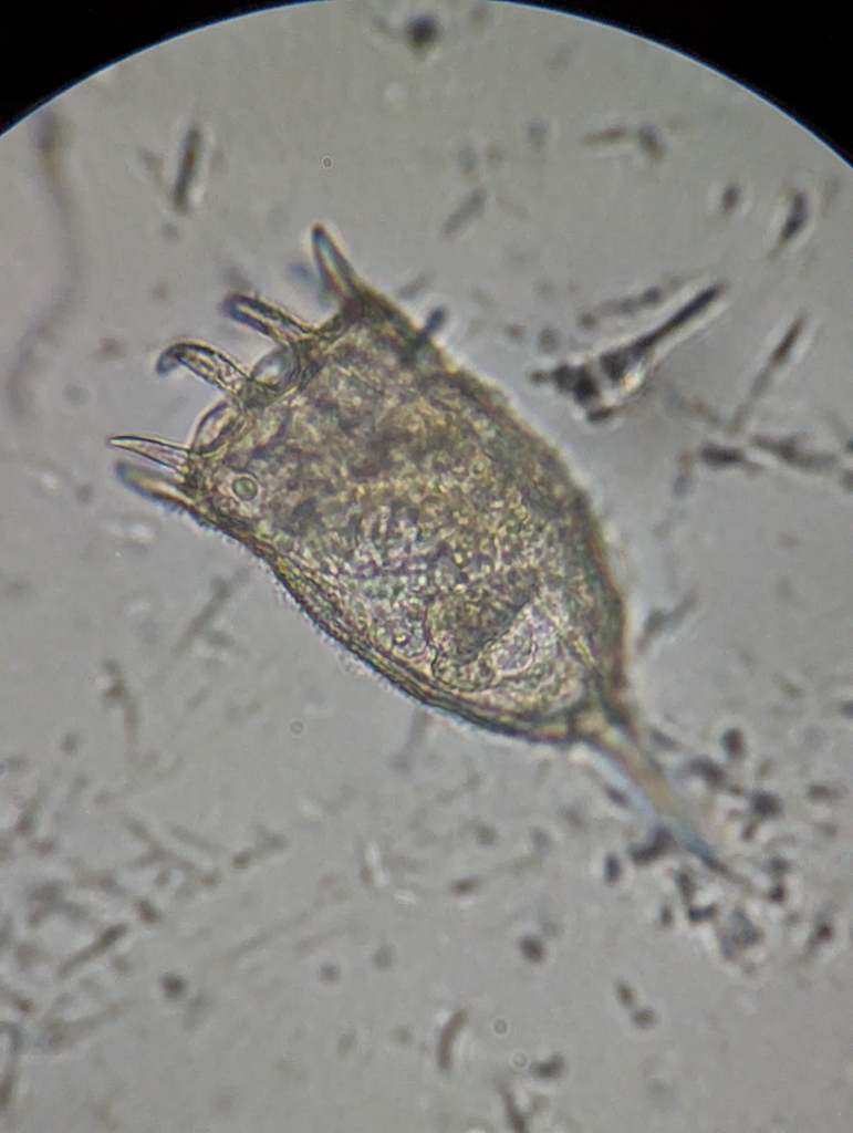 Keratella cochlearis from Brooklyn, NY 11218, USA on June 27, 2023 at ...