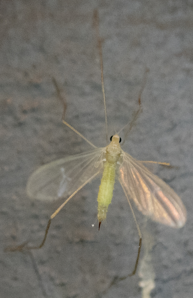 Erioptera chlorophylla from Shepard Settlement, Onondaga County, NY ...