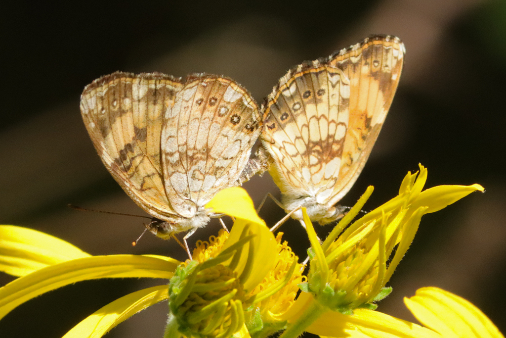 Silvery Checkerspot from Oregon County, MO, USA on June 2, 2023 at 10: ...