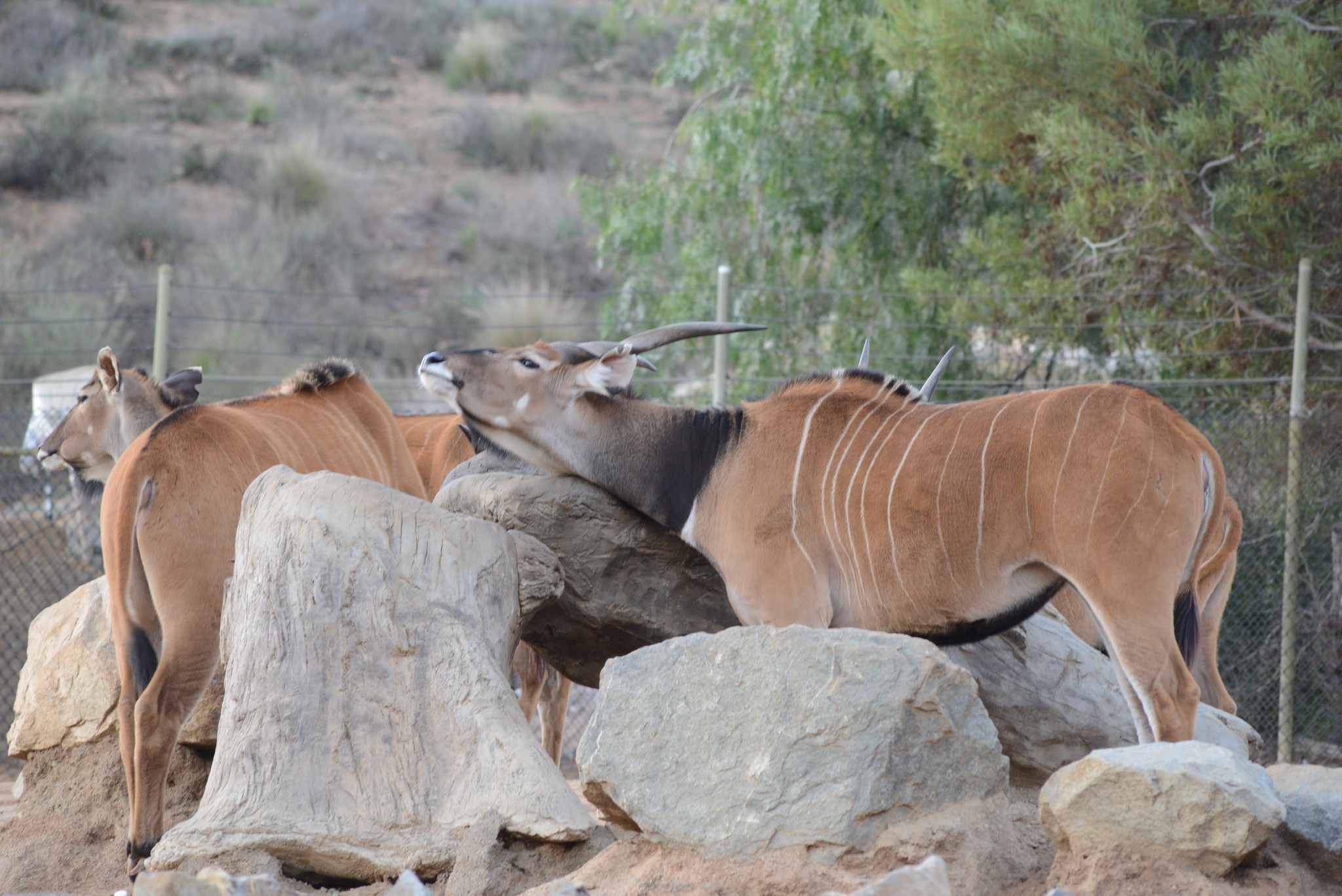 Giant Eland Antelope