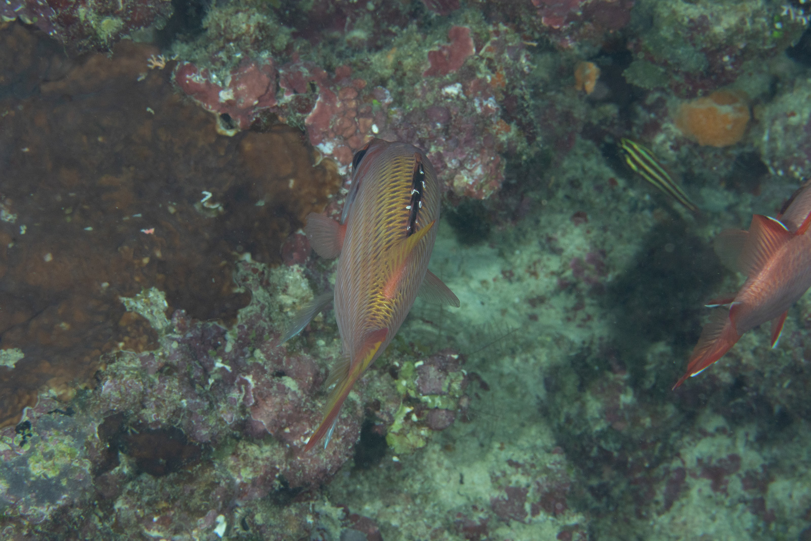 Neoniphon opercularis (Valenciennes, 1831)