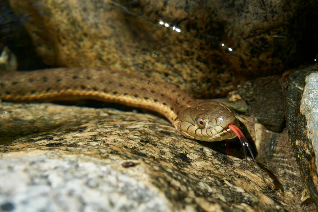 Two-striped Garter Snake in June 2023 by Grigory Heaton · iNaturalist