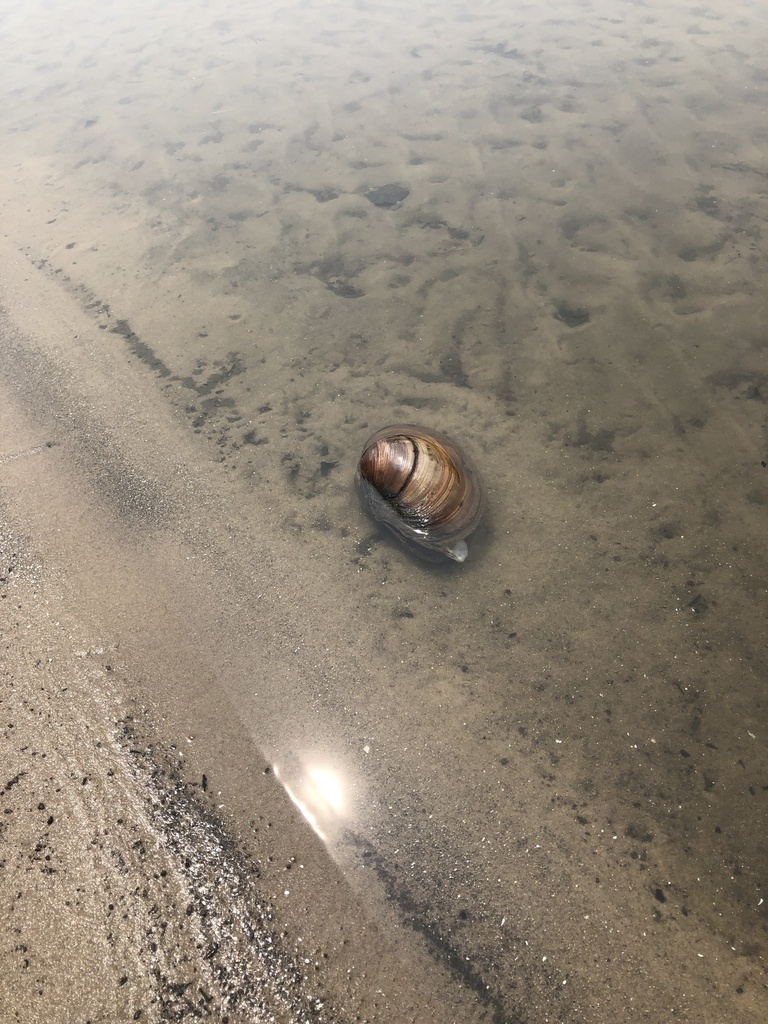 River Mussels from Ventura Blvd, Machesney Park, IL, US on June 29 ...