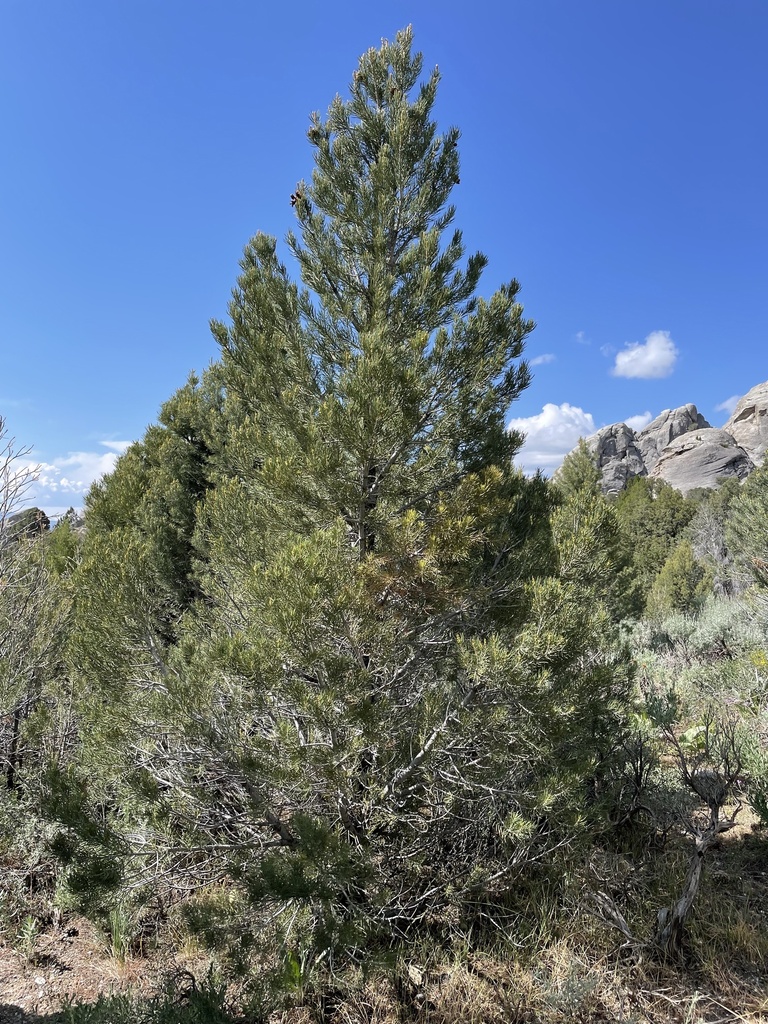 singleleaf pinyon from Castle Rocks State Park, Almo, ID, US on June 29 ...
