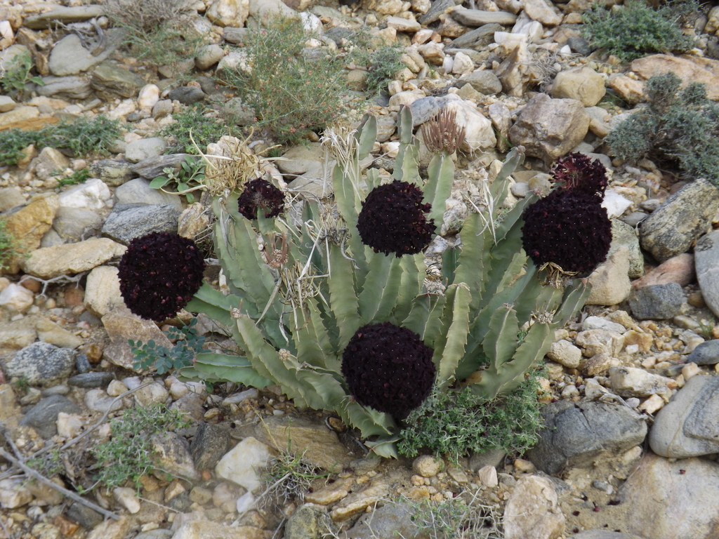 Desmidorchis retrospiciens from Adham Saudi Arabia on December 27, 2013 ...