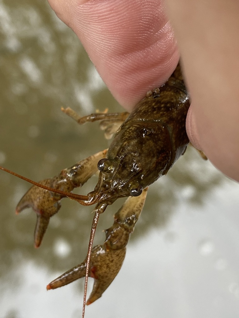 Allegheny Crayfish from Little Connoquenessing Creek, Harmony, PA, US ...