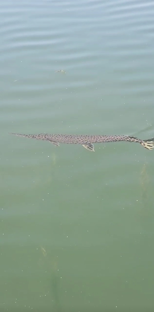 Longnose Gar from Erie County, US-PA, US on June 29, 2020 by Tyler ...