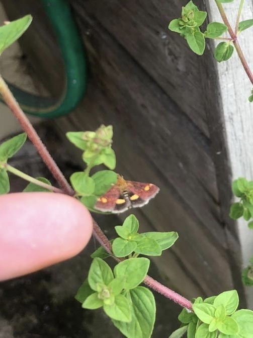 Mint Moth from Catherine St, Frome, England, GB on June 29, 2023 at 05: ...