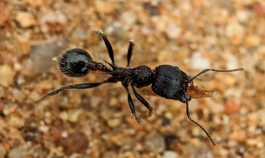 Andre's Harvester Ant from Claremont, CA, USA on June 15, 2023 at 10:49 ...