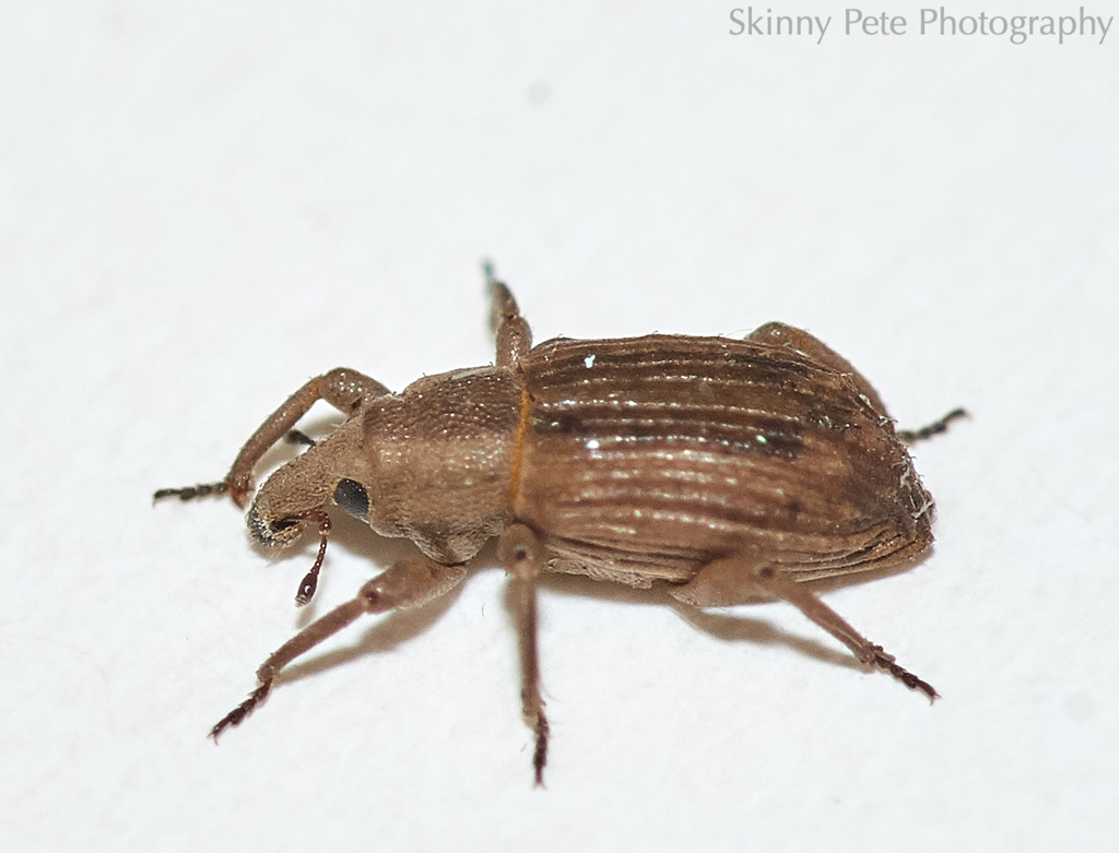 Rice Water Weevil from Home on June 29, 2023 at 08:07 AM by Peter May ...