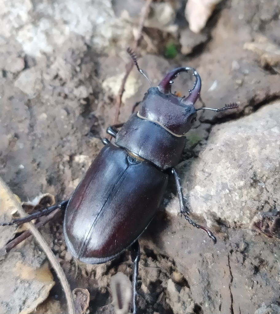 Lucanus tetraodon from 83010 Summonte AV, Italia on June 29, 2023 at 07 ...