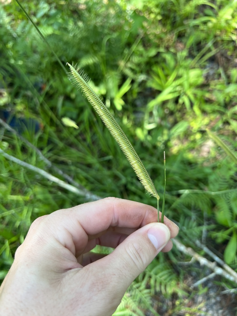 Toothache grass from Midway, AL, US on June 29, 2023 at 09:52 AM by ...
