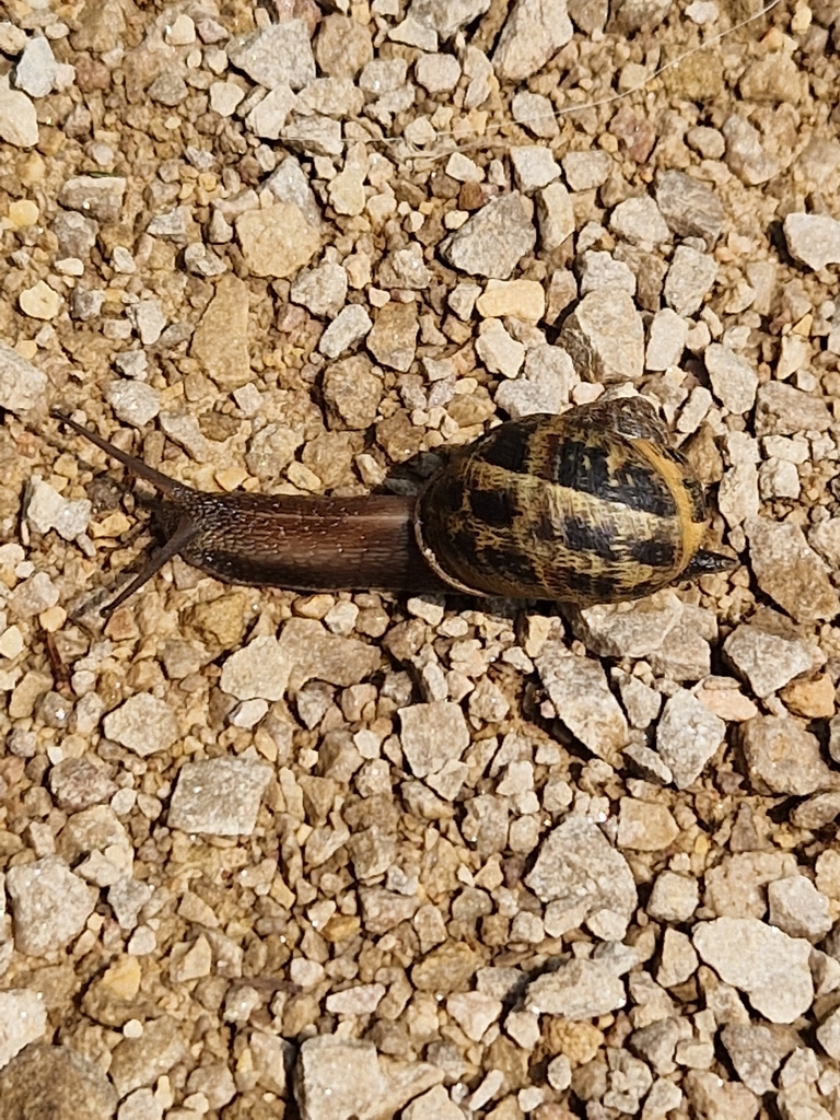 Garden Snail from Battersea Park, London SW11 4NJ, UK on June 29, 2023 ...