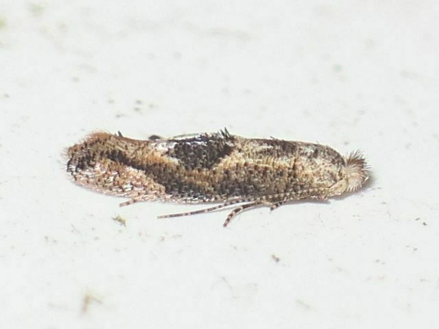 Oak Skeletonizer Moth from My Back Yard, Queens, NY 11364, USA on June ...