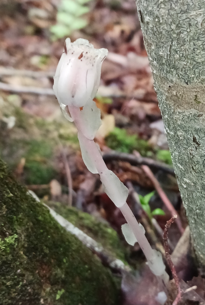 Ghost Pipe from Sharon, Massachusetts 02067, États-Unis on June 29 ...