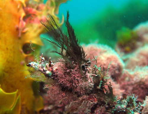 Planktothrix planctonica · iNaturalist