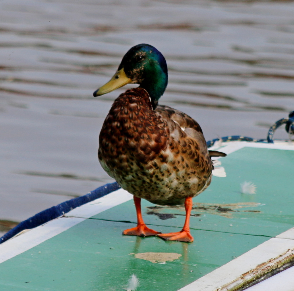 Mallard from Нови-Београд, Белград, Сербия on June 21, 2023 at 04:31 PM ...