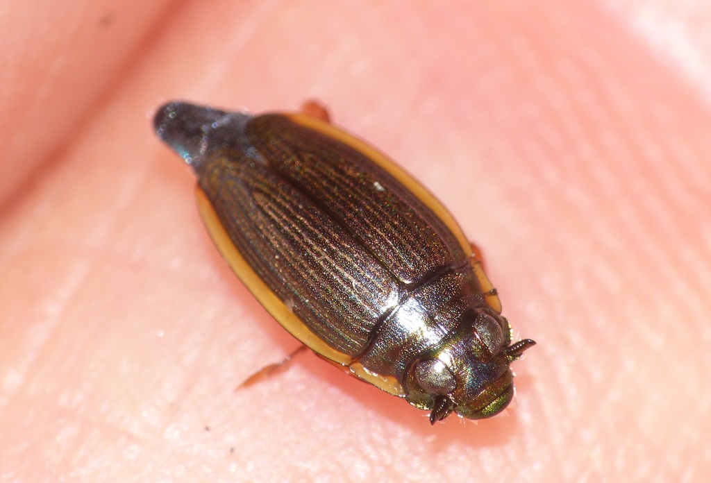 Whirligig Beetles (Arthropods of Rosewood Nature Study Area) · iNaturalist