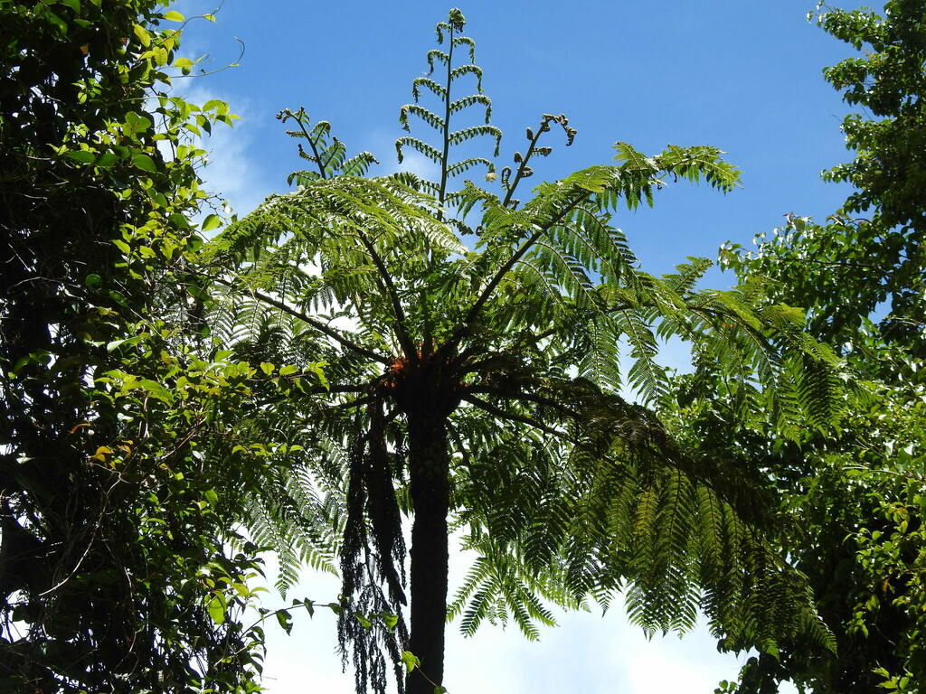 Alsophila spinulosa from Alajuela Province, Central Canton of Alajuela ...