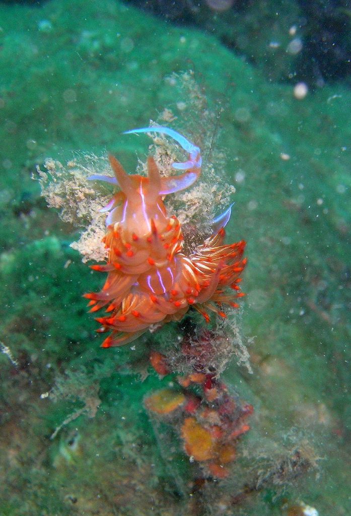 Lady Godiva from Porto Santo stefano on June 15, 2008 by Ronald Werson ...