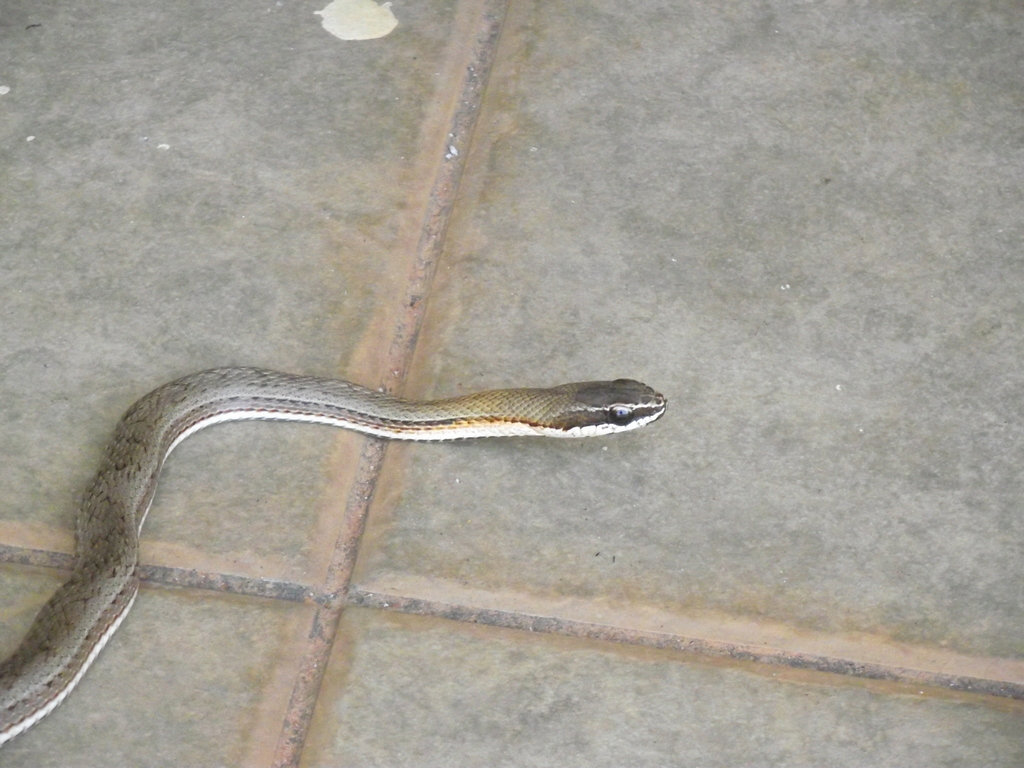 Cobra-cipó (Biodivesidade de Iguatu) · iNaturalist Mexico