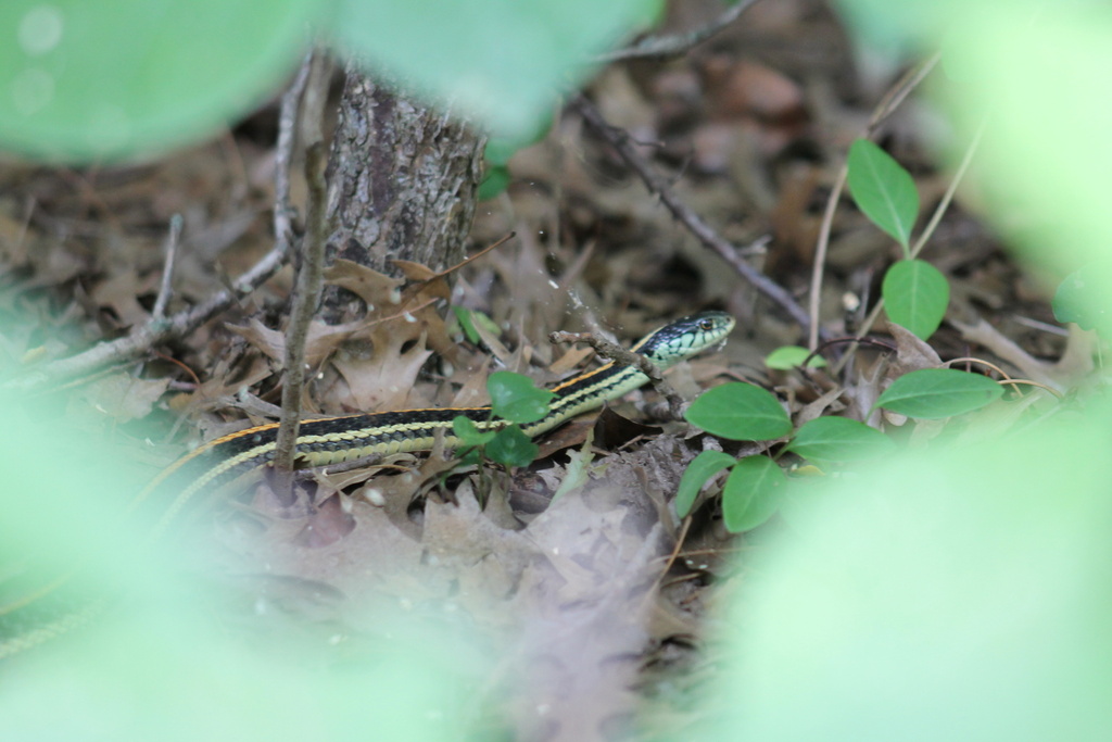 Texas Garter Snake in May 2023 by caliolive · iNaturalist