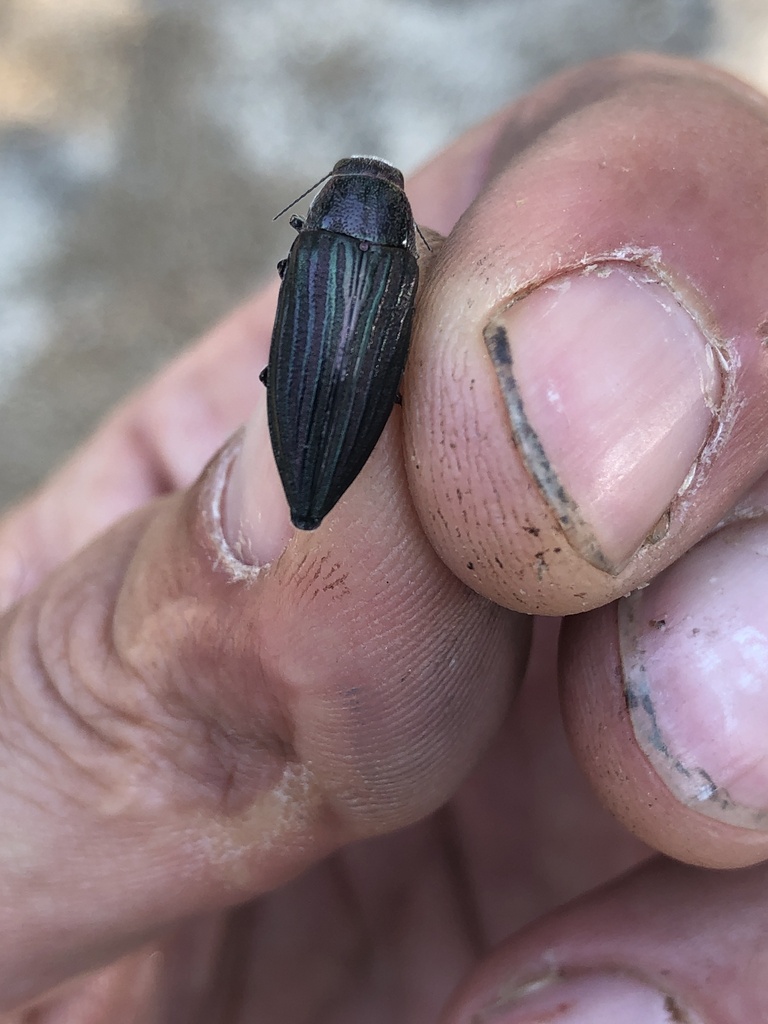 Striated Jewel Beetle from Cape Cod National Seashore, Wellfleet, MA ...