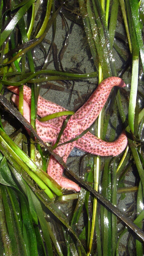 Giant Pink Sea Star in June 2023 by Mieke A Lee · iNaturalist