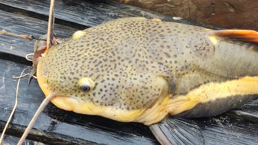 Redtail Catfish on June 29, 2023 by Wildlife Tours Peru, Christoph ...