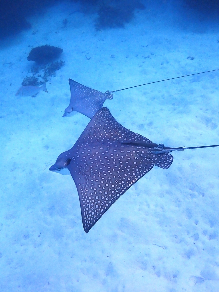 Whitespotted Eagle Ray from Heron Island, QLD 4805, Australia on June ...