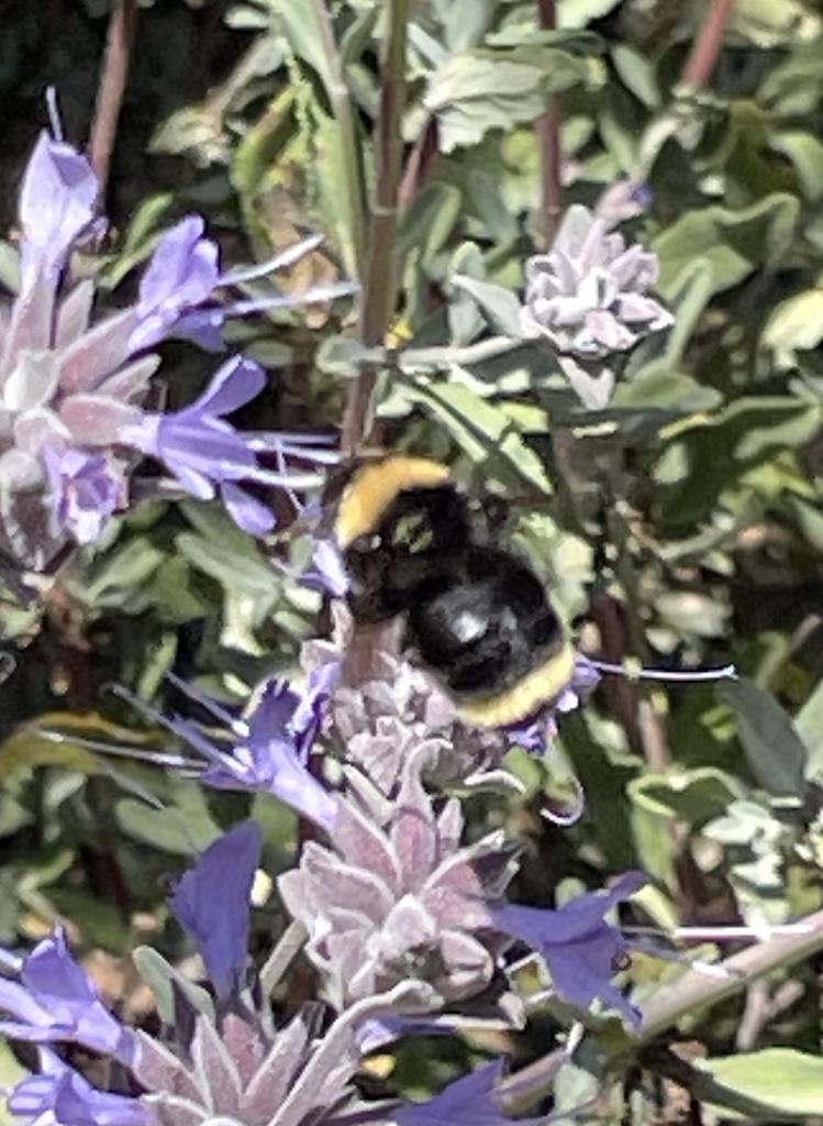 Bumble Bees from Lyons Valley Rd, Jamul, CA, US on June 29, 2023 at 02:11 PM by John Martin ...