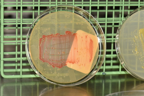 Genus Kocuria · iNaturalist